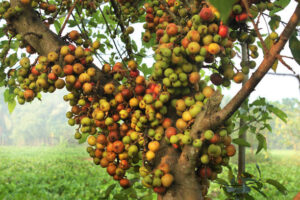 WHEN IS FIG SEASON – Simply Fresh Fruit